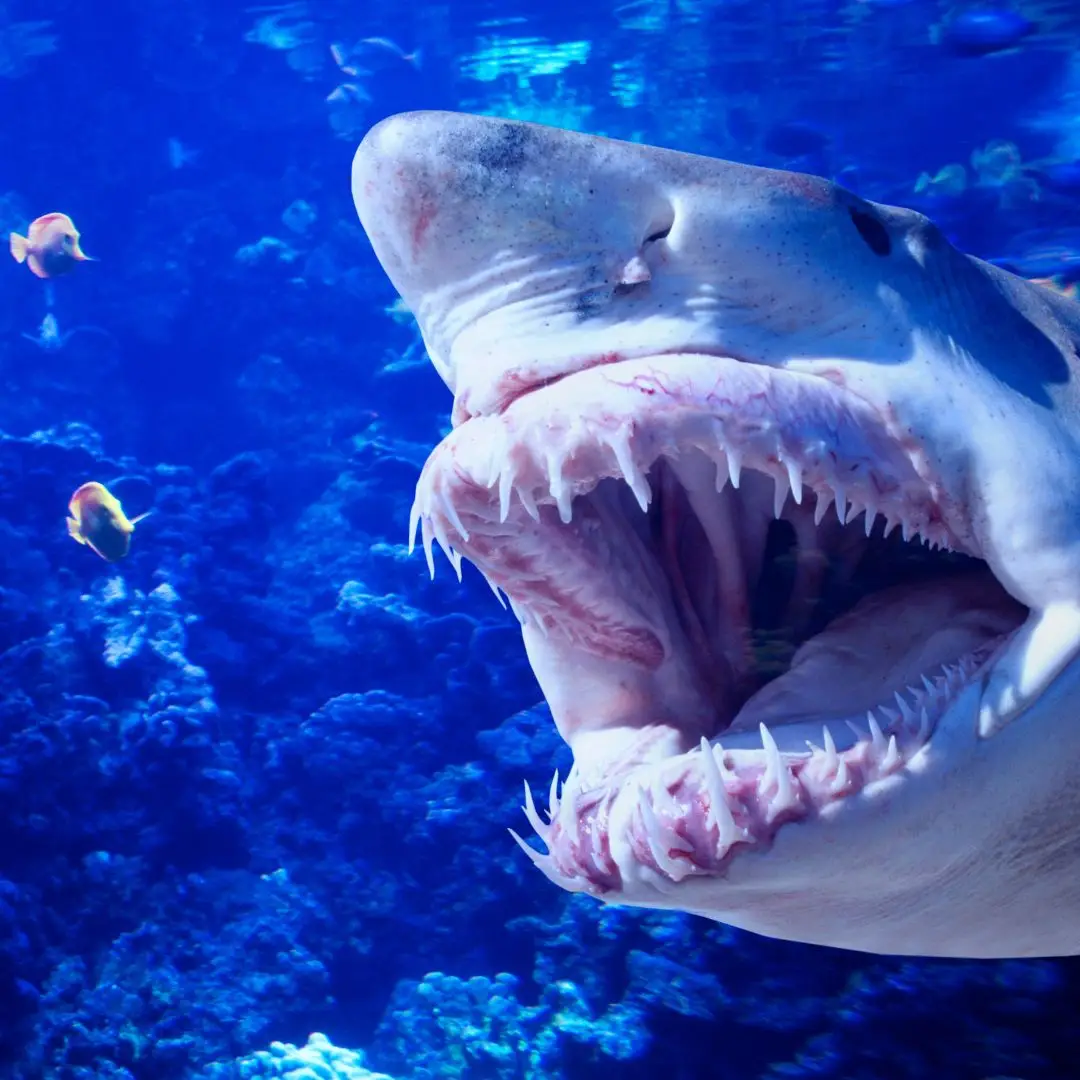 What are Loan sharks? - Ara Recovery 4 All